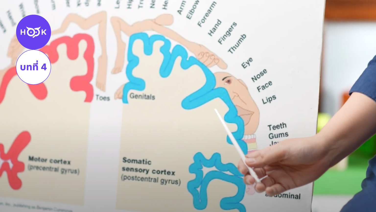 Child Psychology 101 | เปิดโลกจิตวิทยาเด็ก - HOOK Learning